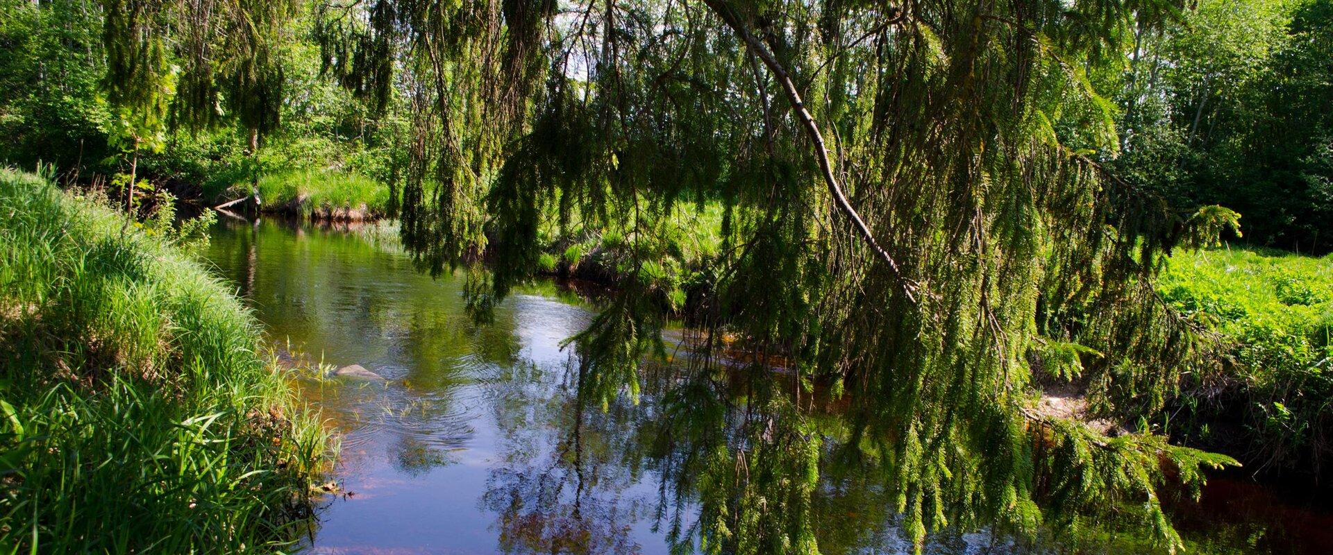 Landschaftsschutzgebiet Tuhala und Wanderweg | Visit Harju